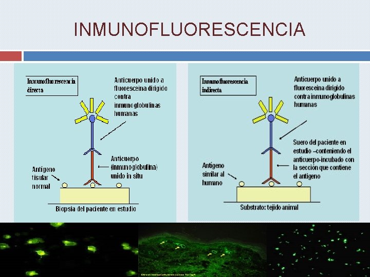 EVALUACIN DEL SISTEMA INMUNE EN EL LABORATORIO INMUNOLOGIA
