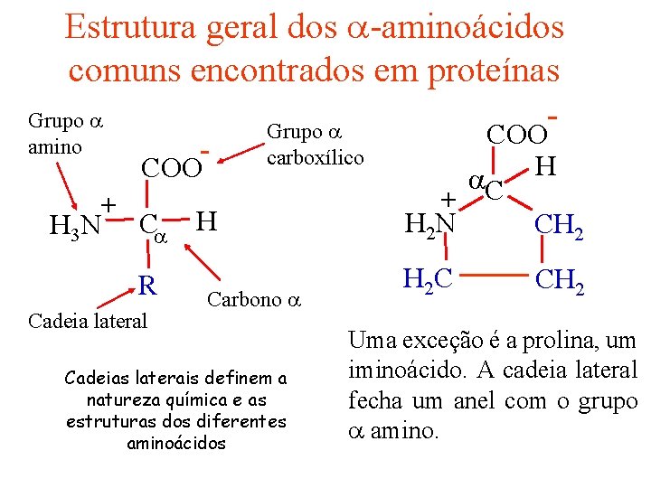 Aminocidos Protenas so polmeros de aminocidos Embora mais