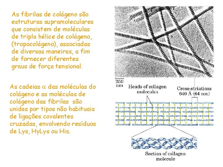 Aminocidos Protenas so polmeros de aminocidos Embora mais