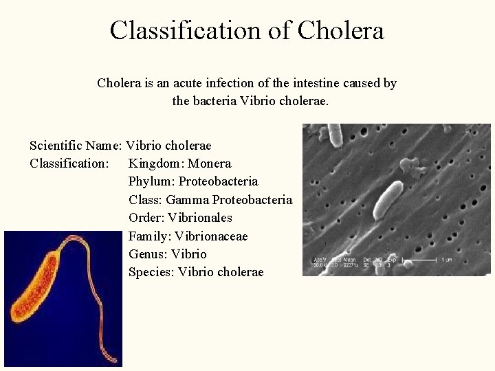 Cholera Classification of Cholera is an acute infection