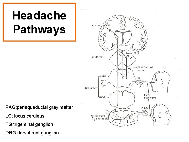 The sensory system and pain syndromes Vth year