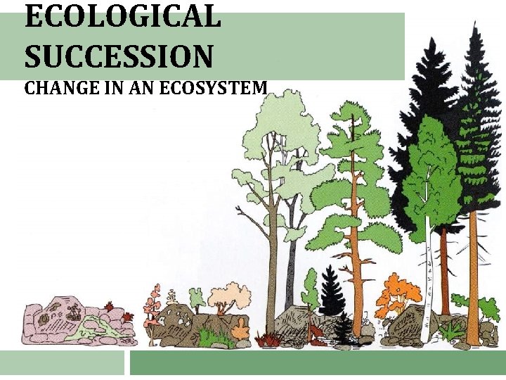 ECOLOGICAL SUCCESSION CHANGE IN AN ECOSYSTEM What is