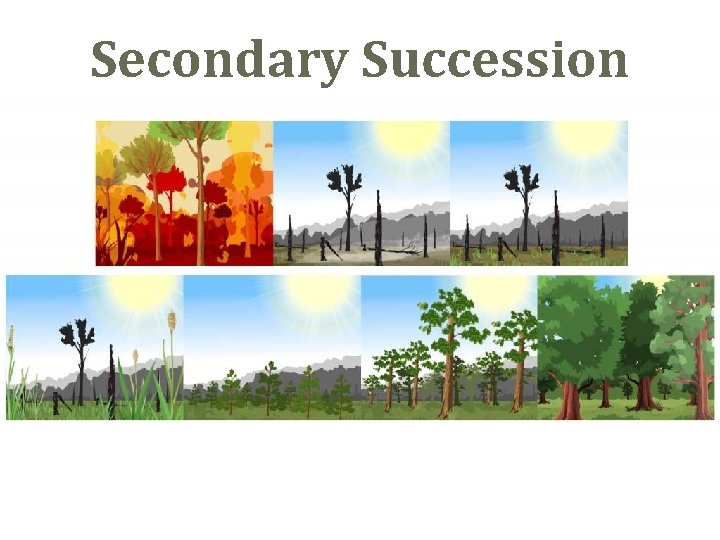 ECOLOGICAL SUCCESSION CHANGE IN AN ECOSYSTEM What is