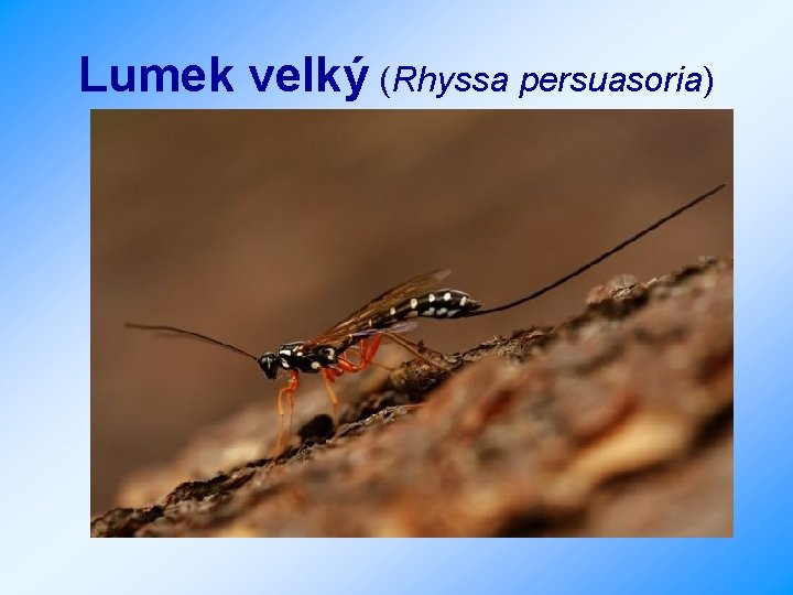 Motlice leskl Calopteryx virgo dlo krlovsk Anax imperator