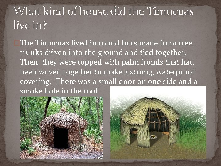 The Timucua Tribe of the Southeast Woodlands What