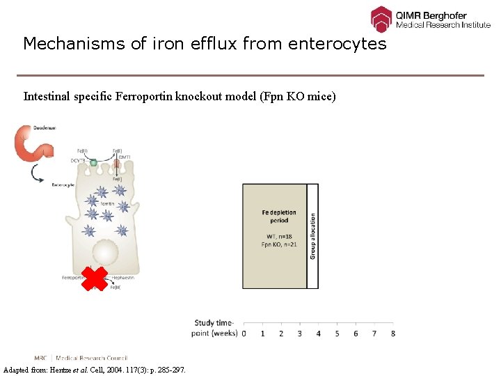 Mechanisms of absorption of iron from dietary nano