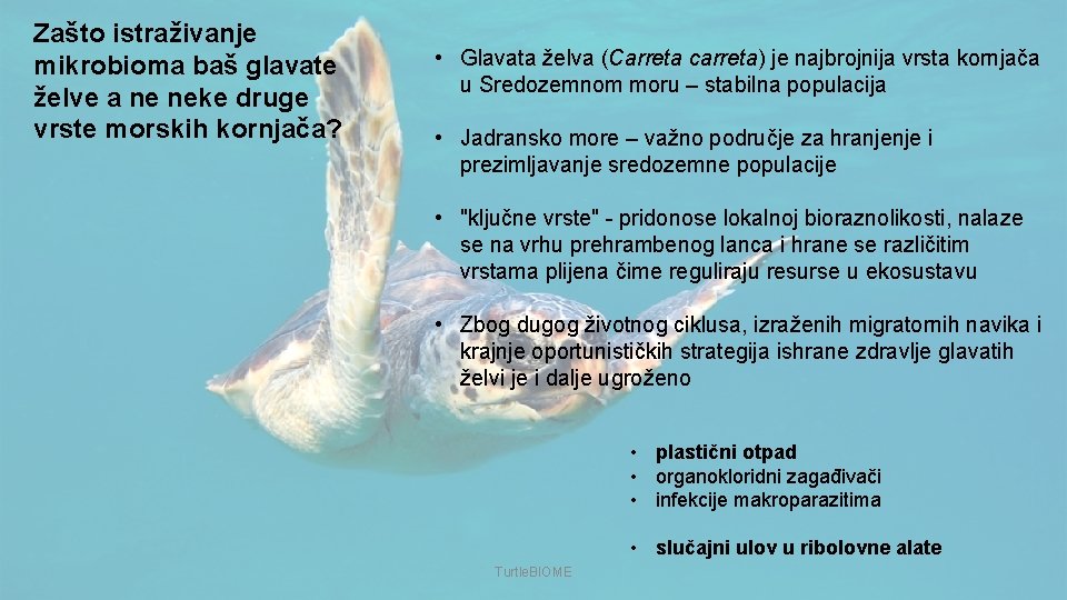 Turtle BIOME Loggerhead sea turtle Caretta caretta microbiome