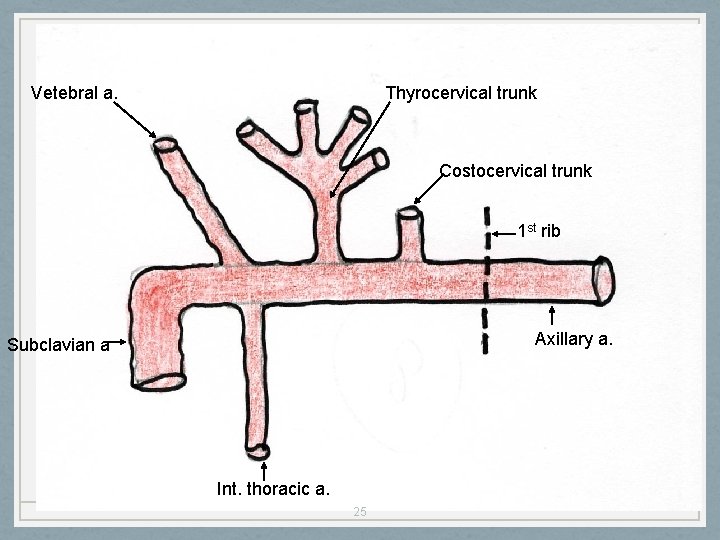 Vessel Circulation and Blood Vessels PBP Summer 2014