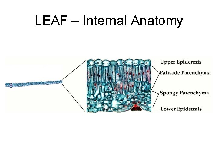 LEAVES FORM FUNCTION Function External Anatomy Internal Anatomy