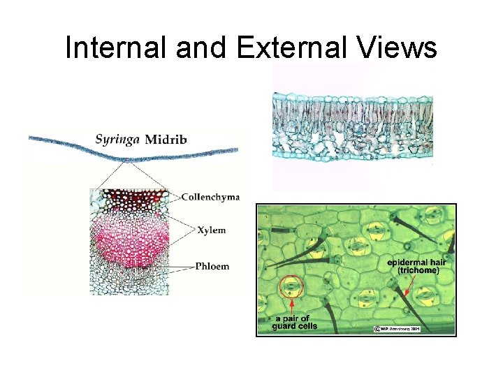LEAVES FORM FUNCTION Function External Anatomy Internal Anatomy