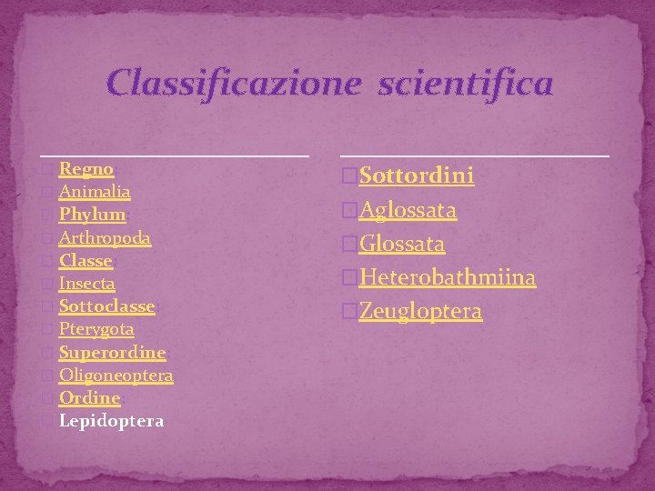 Le farfalle pi belle del mondo Classificazione scientifica