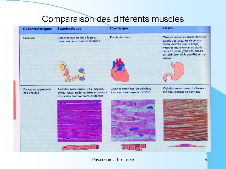 MUSCLES ET MOUVEMENT Power point le muscle 1