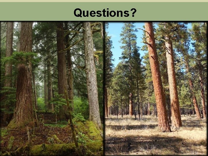 Defining Older Forests Over 80 years Latesuccessional Oldgrowth