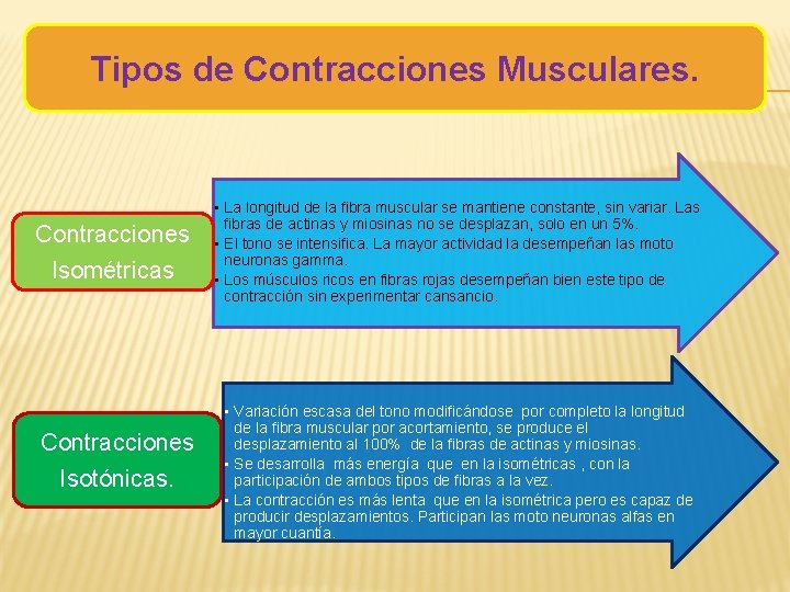 Fisiologa Muscular en la Biomecnica Dr Msc Dysmart
