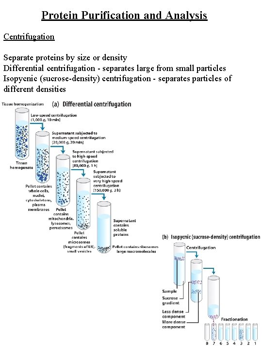 Protein Purification and Analysis Numbers of genes Humans