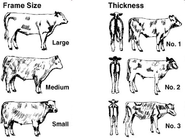 Livestock GradingEvaluation Animal Science I Animal Classes Beef