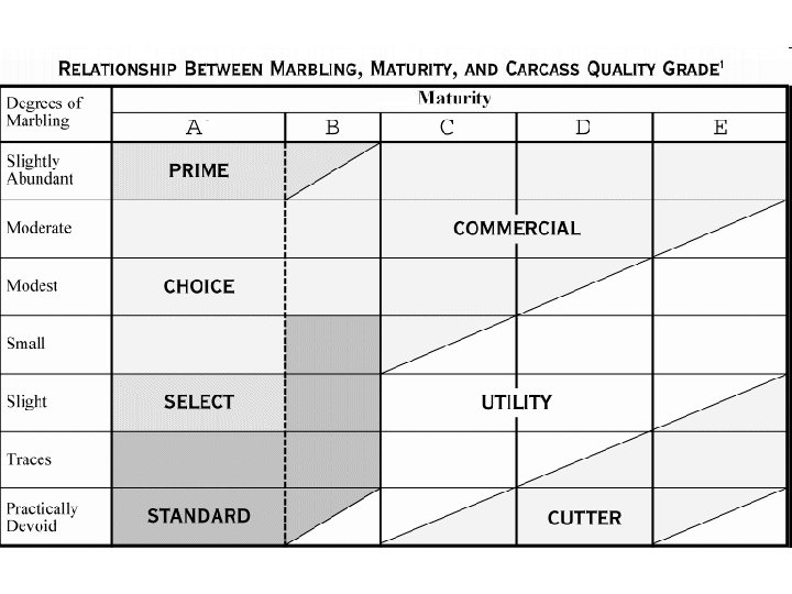 Livestock GradingEvaluation Animal Science I Animal Classes Beef