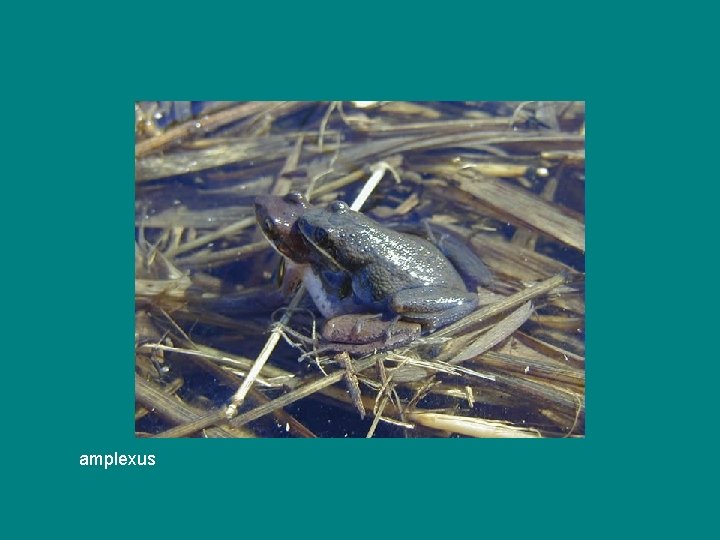 Evolution of tetrapods Amphibia through reptiles The Crossopterygian