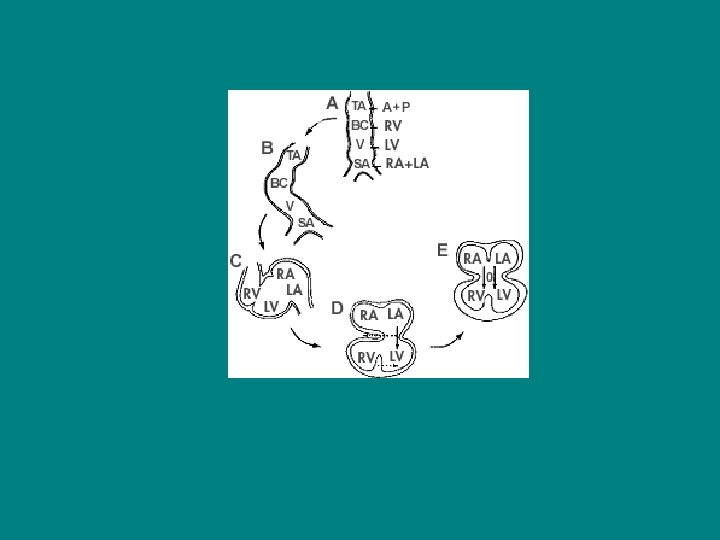Evolution of tetrapods Amphibia through reptiles The Crossopterygian
