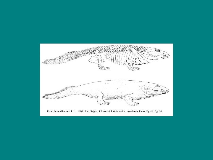 Evolution of tetrapods Amphibia through reptiles The Crossopterygian