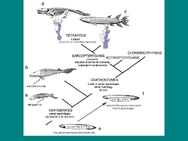 Evolution of tetrapods Amphibia through reptiles The Crossopterygian