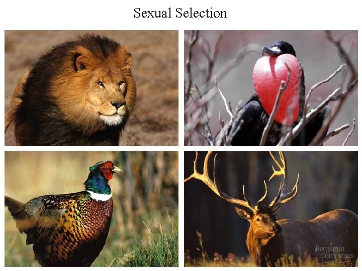 III A Closer Look at Natural Selection A