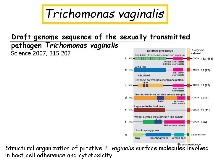 Protozooses Cavitrias Tricomonase Giardase Amebase Reino Protista Subreino