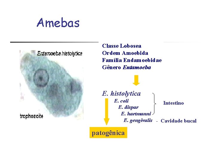 Protozooses Cavitrias Tricomonase Giardase Amebase Reino Protista Subreino