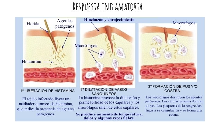 Sistema Inmunolgico Prof Vanesa Alvez Biologa SISTEMA INMUNOLGICO