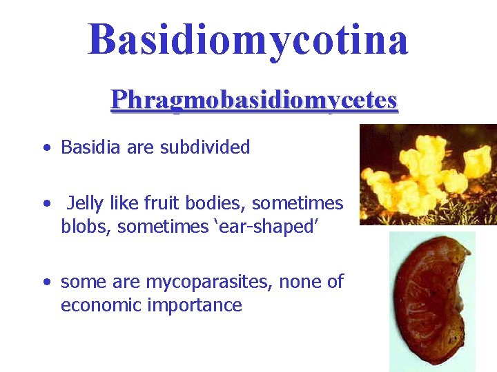 Basidiomycotina 2 Chromistan Fungi Eumycotan Fungi 1 Chytridiomycota
