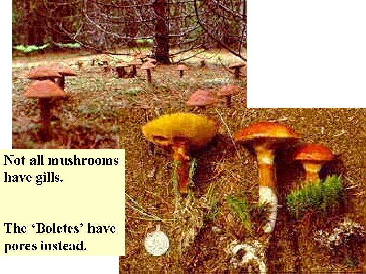 Basidiomycotina 2 Chromistan Fungi Eumycotan Fungi 1 Chytridiomycota