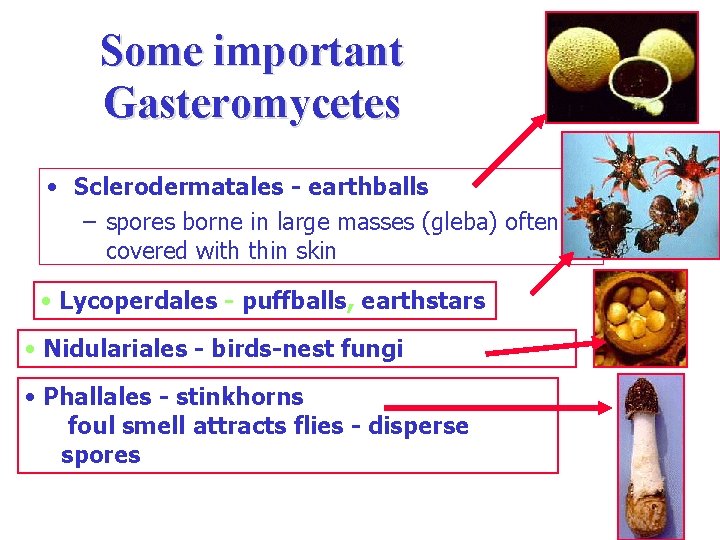 Basidiomycotina 2 Chromistan Fungi Eumycotan Fungi 1 Chytridiomycota