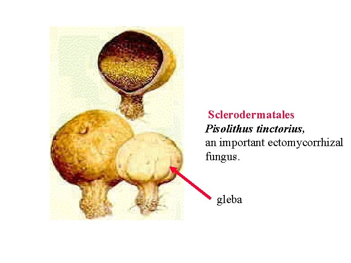Basidiomycotina 2 Chromistan Fungi Eumycotan Fungi 1 Chytridiomycota