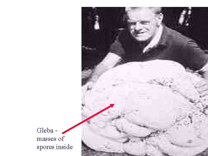 Basidiomycotina 2 Chromistan Fungi Eumycotan Fungi 1 Chytridiomycota