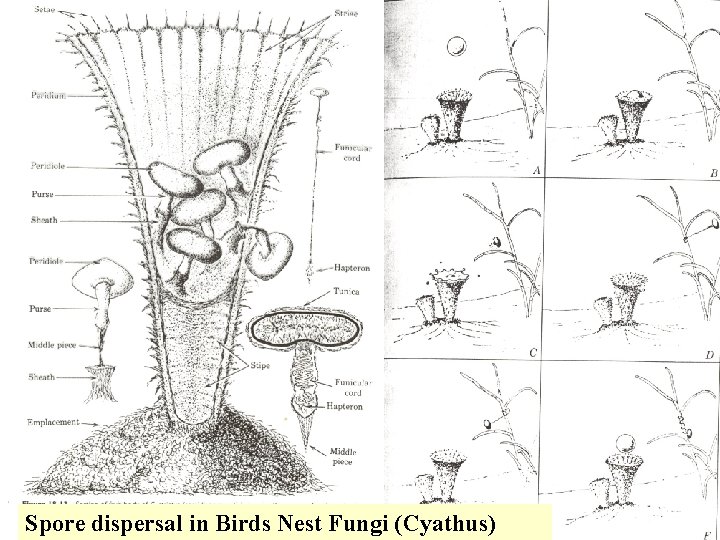 Basidiomycotina 2 Chromistan Fungi Eumycotan Fungi 1 Chytridiomycota