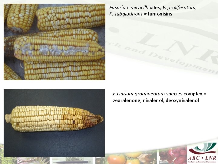 Mycotoxin Research by Belinda Janse van Rensburg SoniaMari