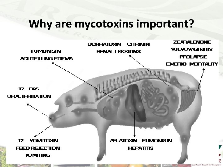 Mycotoxin Research by Belinda Janse van Rensburg SoniaMari