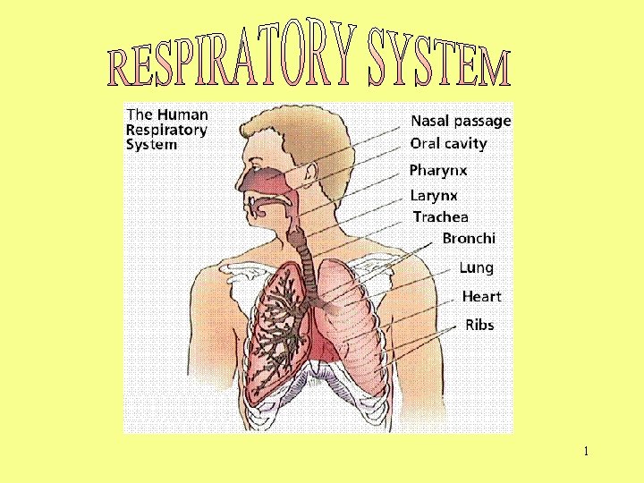 1 Respiratory System Define five activities of the