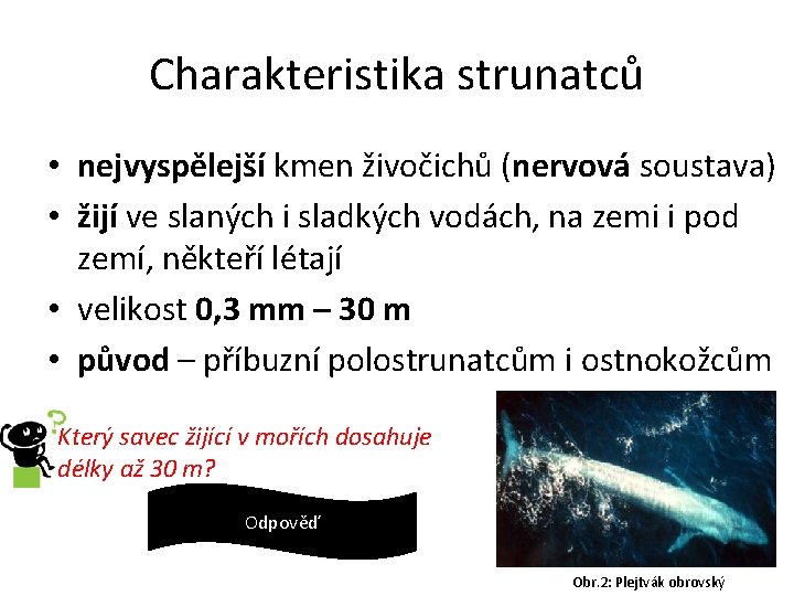 Strunatci vod Pltnci Bezleben vypracovala Mgr Monika trejbarov