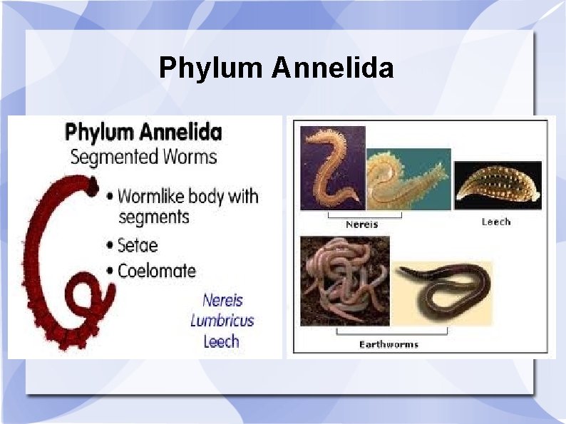 Chapter 11 Phylum Annelida Segmented Worms Phylum Annelida