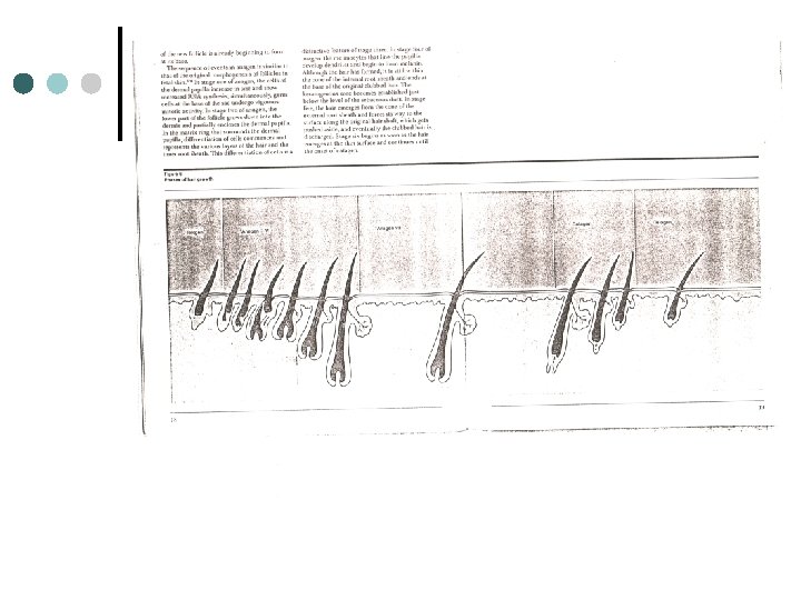 Hair Morphology and Structure of Human Hair Hair