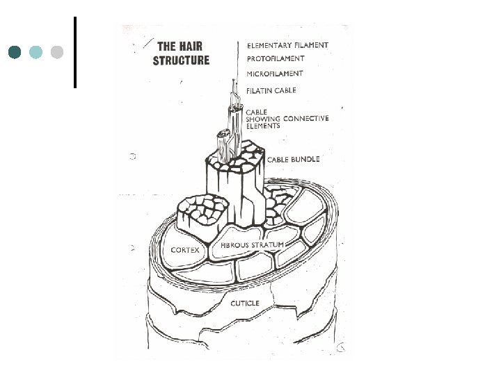 Hair Morphology and Structure of Human Hair Hair