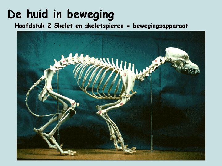 De huid in beweging Hoofdstuk 2 Skelet en