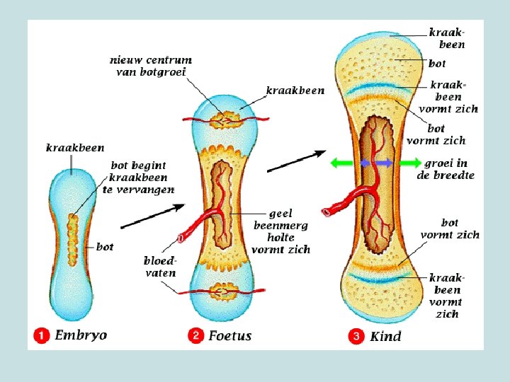 De huid in beweging Hoofdstuk 2 Skelet en