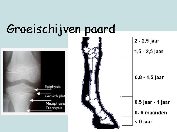 De huid in beweging Hoofdstuk 2 Skelet en