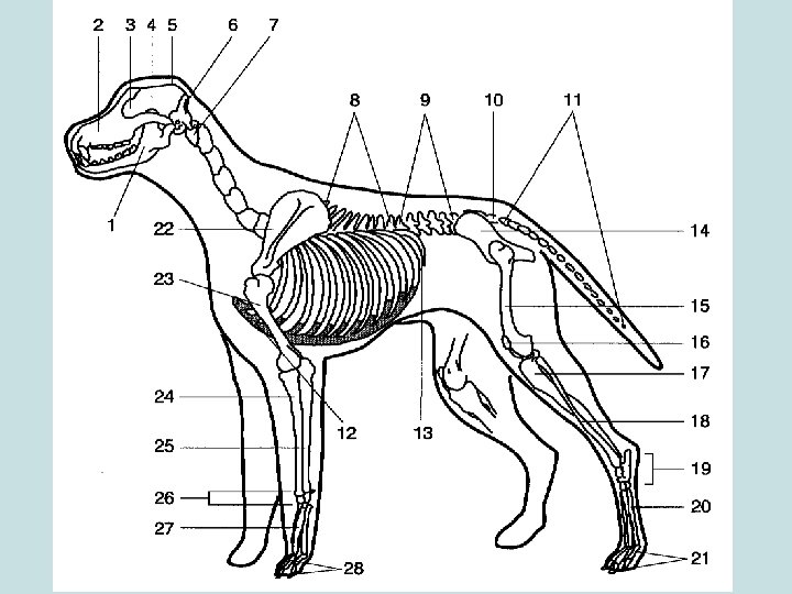 De huid in beweging Hoofdstuk 2 Skelet en