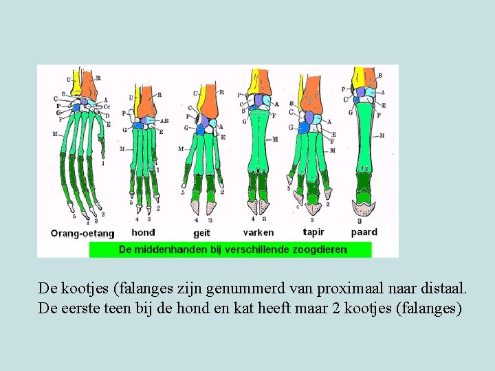 De huid in beweging Hoofdstuk 2 Skelet en
