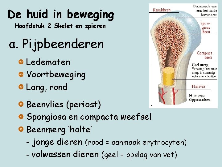 De huid in beweging Hoofdstuk 2 Skelet en