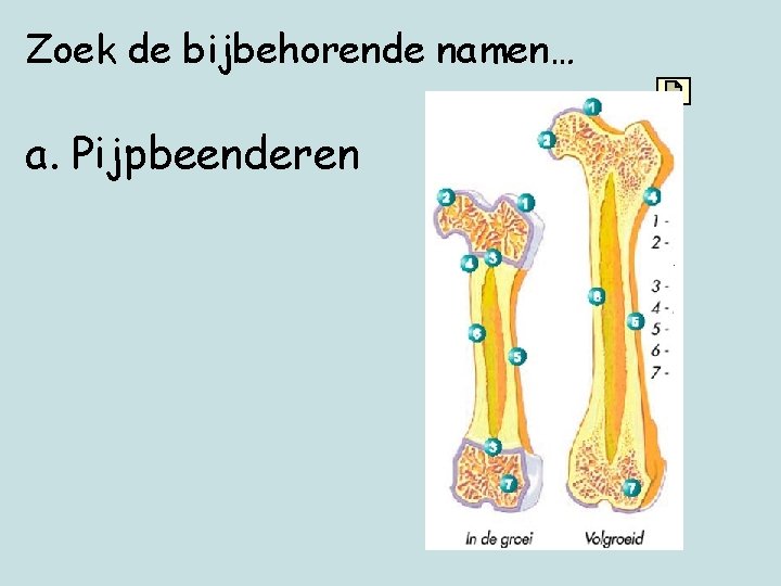 De huid in beweging Hoofdstuk 2 Skelet en