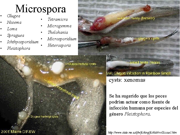 Parsitos en los productos de la pesca y